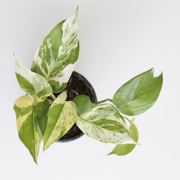 Solo Plantas – Jardines del Sur